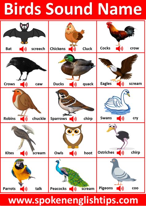 50 Birds Sound Name Birds And Their Sounds