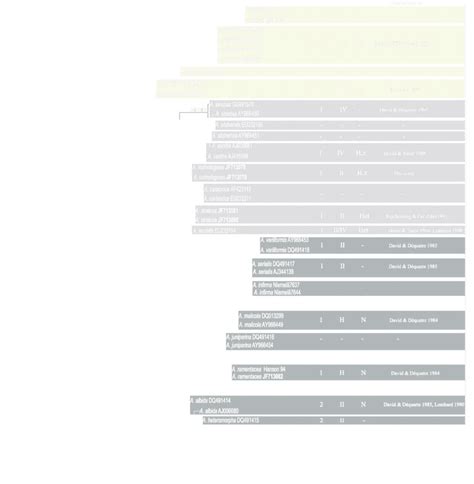One Of Four Most Parsimonious Trees From The Maximum Parsimony Mp Download Scientific Diagram