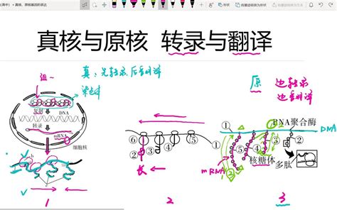高中生物必修二真核与原核转录与翻译 哔哩哔哩