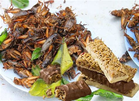 Could You Eat Protein Snack Bars Made From Insects