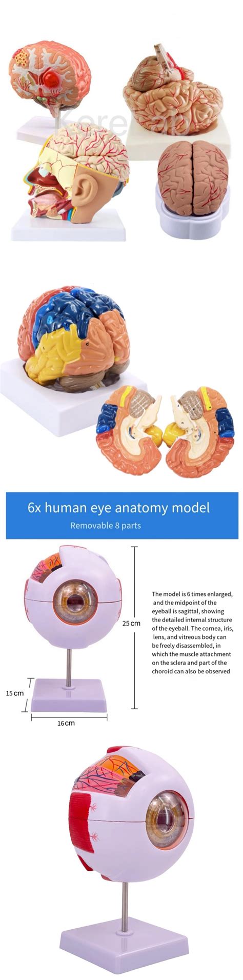 해부학 인체 심장 해부학 교육 모델 의학 과학 내장 의료 기관 모델 교육 자료 스탠드 Pvc