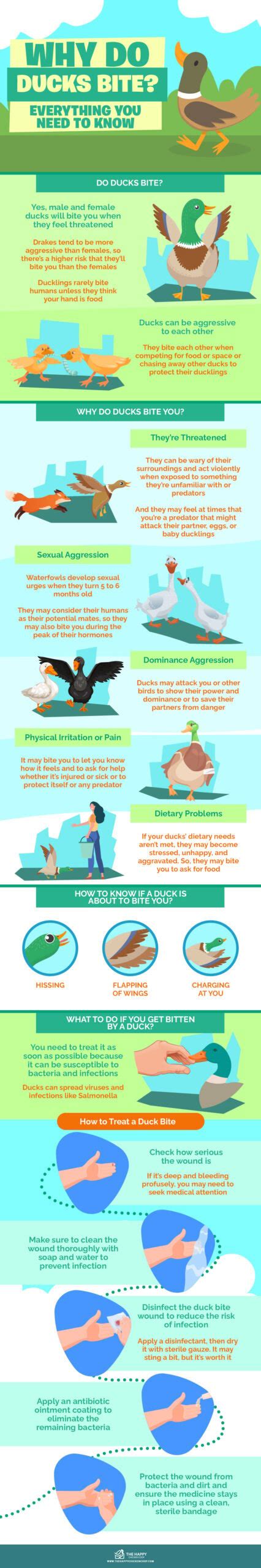 Why Do Ducks Bite Everything You Need To Know
