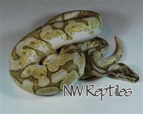 Northwest Reptiles Lesser Bee Ball Python Description And Photos Ball Python Breeder