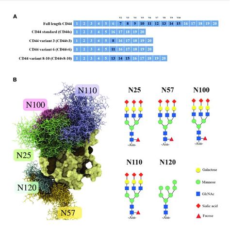 Cd44 Gene And Cd44s Protein Structure A Schematic Representation