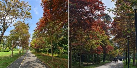 Ecp Tree Leaves Turn Red And Orange In Mar As Though Autumn Has