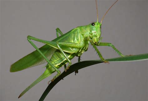 Grasshopper Insect Wallpapers Hd Desktop And Mobile Backgrounds