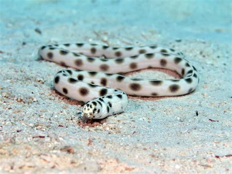 Sea Snake Animal Facts Hydrophiinae A Z Animals