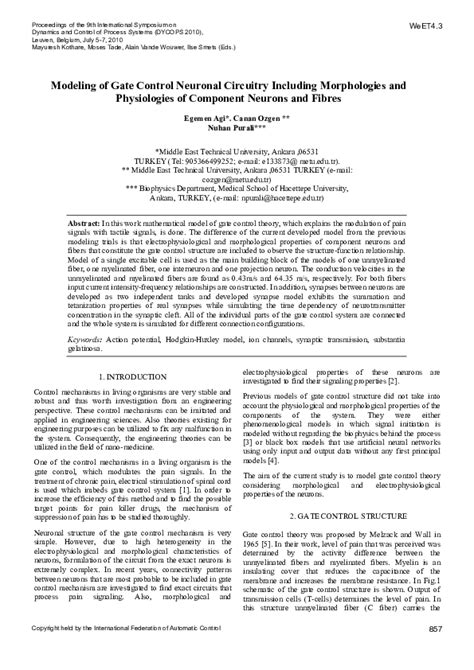 Modeling Of Gate Control Neuronal Circuitry Including Morphologies And Physiologies Of Component