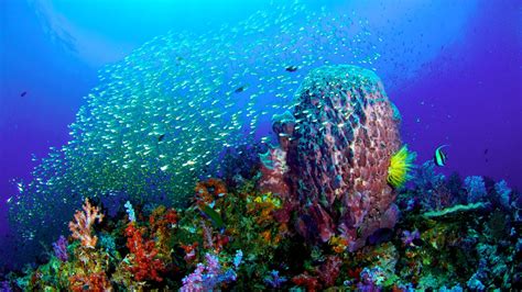 The Most Beautiful Coral Reefs In The World