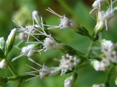 身近な植物図鑑ヒヨドリバナの花 5