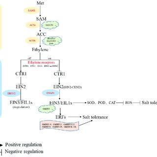 Ethylene Biosynthesis And Signal Transduction Met Methionine Sam Download Scientific