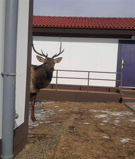 Борхүү уулнаас буугаагүй