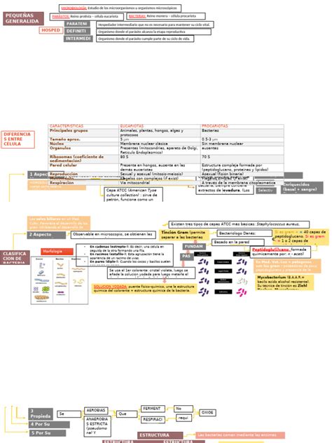 Esquema Microbiologia Estruct Bacteriana Pdf