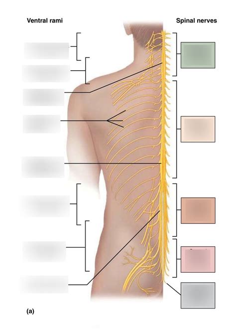 Spinal Nerves Ventral Rami And Major Nerve Plexuses Diagram Quizlet