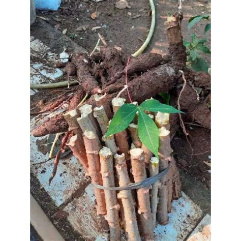 Jual Batang Singkong Pohon Singkong Shopee Indonesia