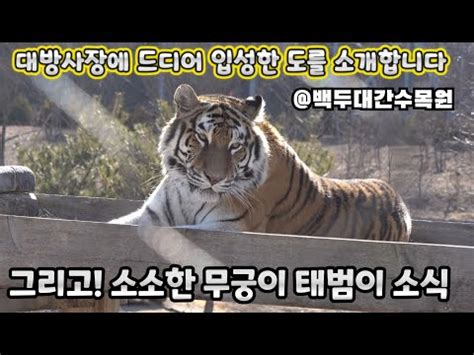 4K 무궁이와 같은재질인 도를 소개합니다 백두대간호랑이 한국호랑이 시베리아호랑이 YouTube