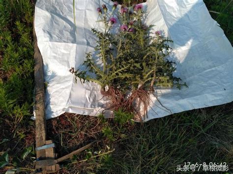 跟我一起去挖大薊 每日頭條