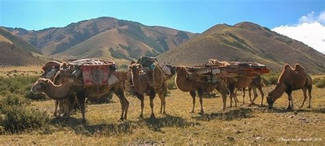 ФОТО Тэмээн жингийн цуваа