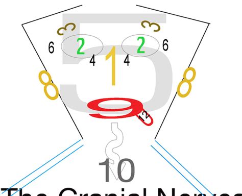 Cranial Nerves Diagram Quizlet Cranial Nerves Diagram Quizlet