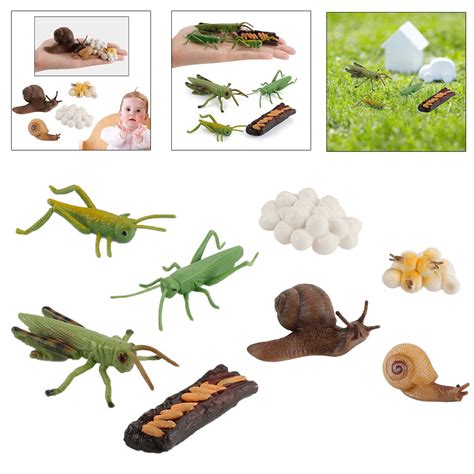 Grasshopper Snail Insects Growth Life Cycle Mode Vicedeal