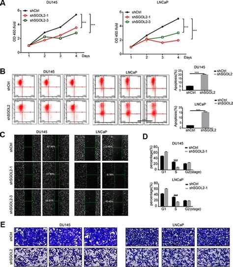 Sgol2 Deletion Inhibited Prostate Cancer Proliferation And Migration
