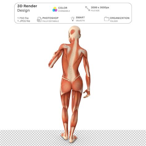 Anatomía De Los Músculos Humanos Femeninos Modelación 3d Del Archivo