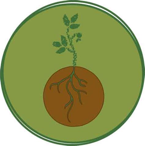 Invest In Knowledge To Bring The Benefits Of Pulses Into Cropping Systems Pulses