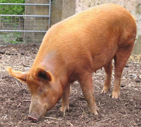 Tamworth Pig Roys Farm