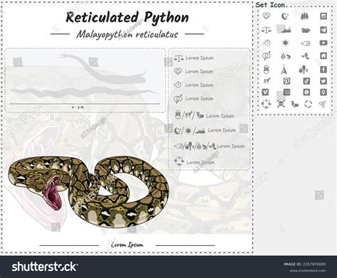 Python Reticulat Over 662 Royalty Free Licensable Stock Vectors