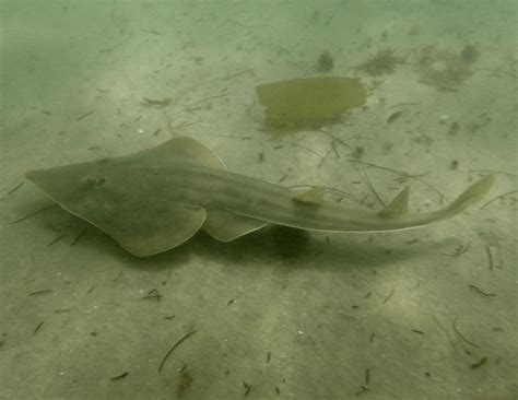 Shovelnose Guitarfish California Sea Grant