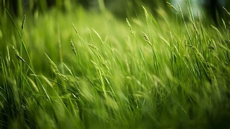 Grass Grass Grass Powerpoint Background For Free Download Slidesdocs