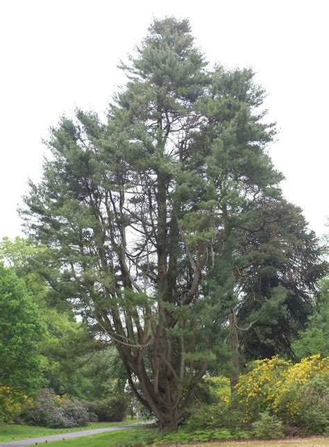 Pinus Strobus Trees And Shrubs Online Pinus Strobus Trees And Shrubs Online