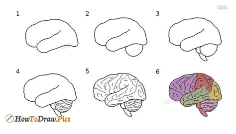 How To Draw A Human Brain Step By Step Easy
