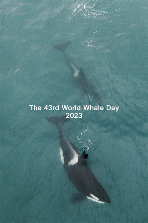 오늘은 세계 고래의 날 패션 에펨코리아