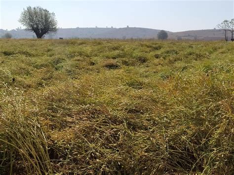 ပင်းတယမြို့နယ်၌ ဆီမုန်ညှင်းစိုက်ခင်းများ အောင်မြင်ဖြစ်ထွန်း Information And Public Relations