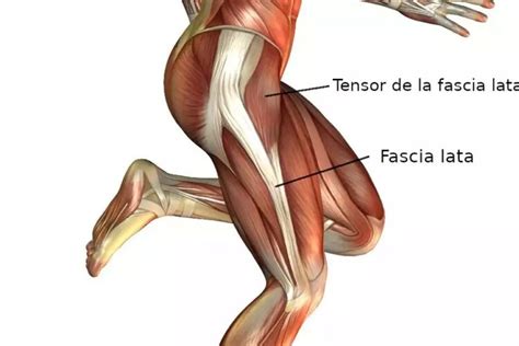 Músculo Tensor De La Fascia Lata Guía Anatómica Recursos De Fisioterapia
