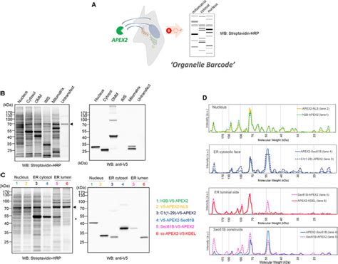 Organelle Barcode Generation Of Various Poi Apexs A Scheme Of Download Scientific Diagram