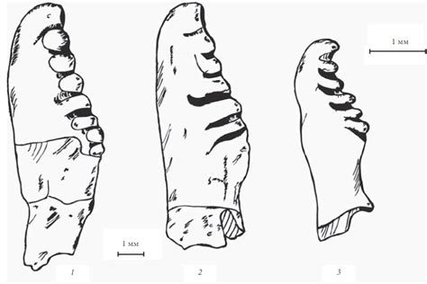 Scardinius Ponticus Вымершие животные вики Fandom