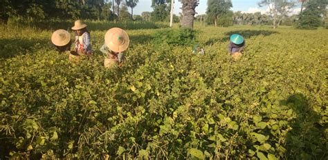 ညောင်ဦးမြို့နယ်မှ ထွက်ရှိသောပဲတီစိမ်းများ အထွက်နှုန်းကောင်းမွန်ပြီး တစ်တင်းလျှင် ငွေကျပ် ၅၅၀၀၀ ဖ