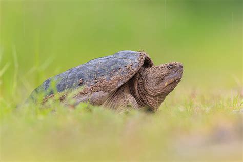 Common Snapping Turtle Laying Eggs Ross Knowlton