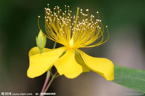 1000种花名大全 100种花的名字和图片 种花花盆 大山谷图库