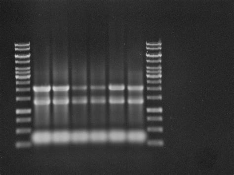 Questions With Answers In RNA EXTRACTION Scientific Method