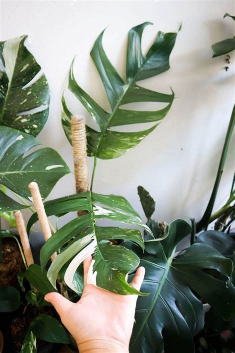 8 Most Beautiful Epipremnum Pinnatum Varieties