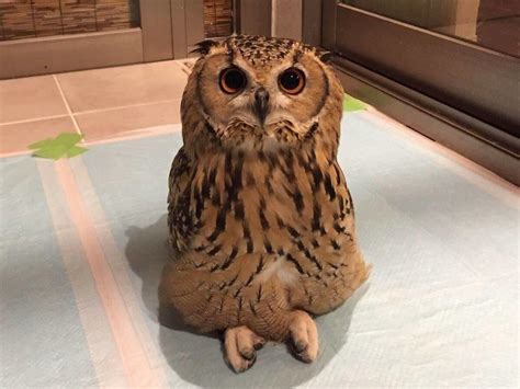 This Owl Sitting Criss Cross Applesauce Rinterestingasfuck