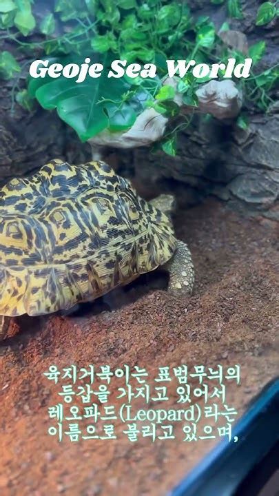 새로운 친구가 찾아왔어요🐢 Youtube