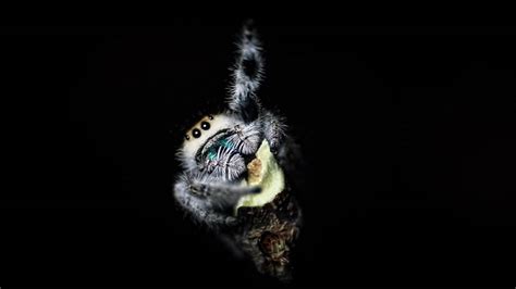 Phidippus Regius Wave By Fijo2011 On Deviantart