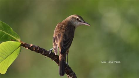 東方大葦鶯 Oriental Reed Warbler YouTube