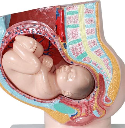 Model Pelvis Wanita Dengan Janin Sumber Pengajaran Anatomi 4 Bahagian