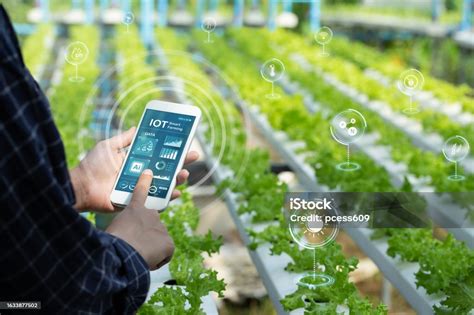 스마트 농업 농업 개념 스마트폰을 들고 있는 남자는 현대 무선 네트워크를 통해 농산물을 모니터링하고 추적합니다 스마트 농업 혁신 Iot 사물 인터넷 아이 감지기에 대한 스톡
