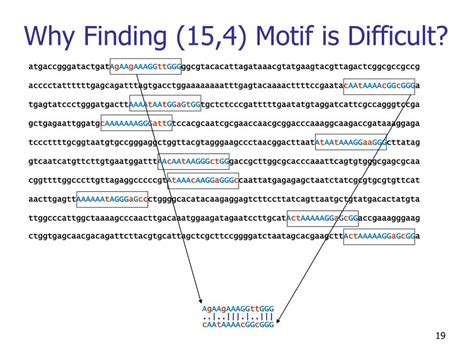 Ppt Regulatory Motif Finding Powerpoint Presentation Free Download